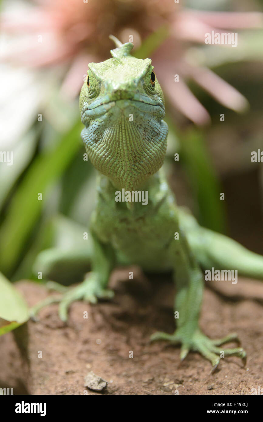 Plumed basilisk, view in the camera Stock Photo - Alamy