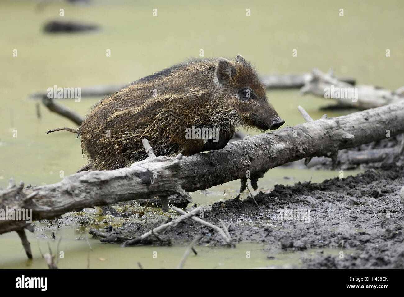 Shoat hi-res stock photography and images - Alamy