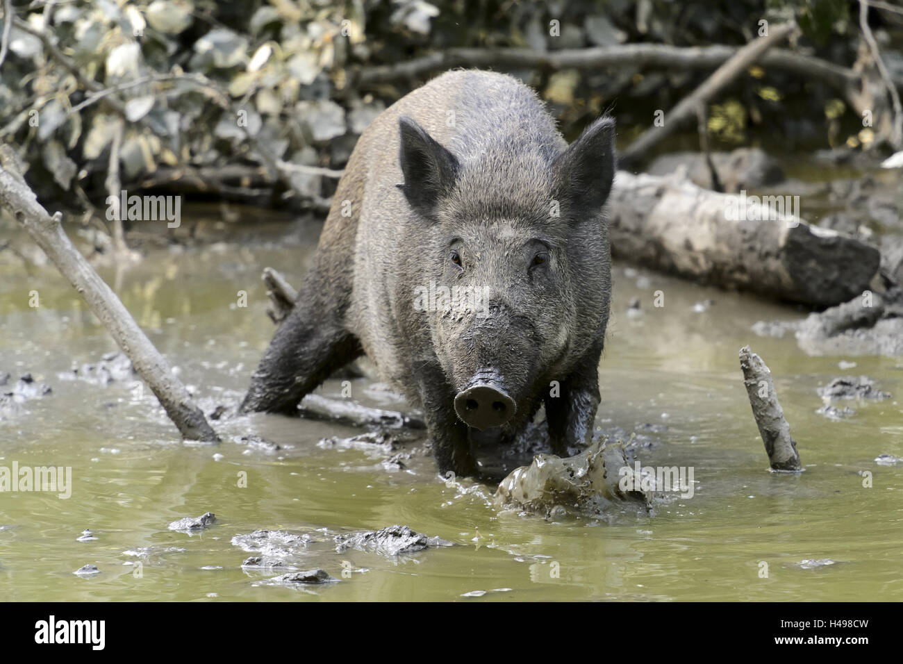 Wild boar, water, run Stock Photo - Alamy