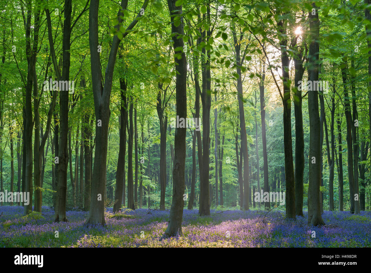 Deciduous woods hi-res stock photography and images - Alamy