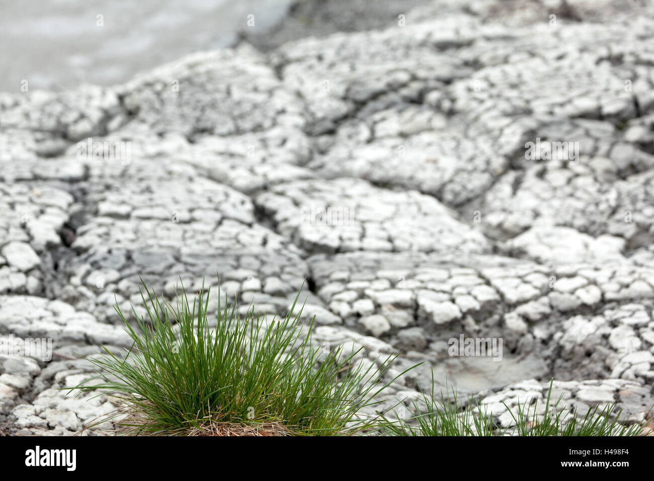 USA, Yellowstone Nationwide park, Mud Volcano area Stock Photo - Alamy