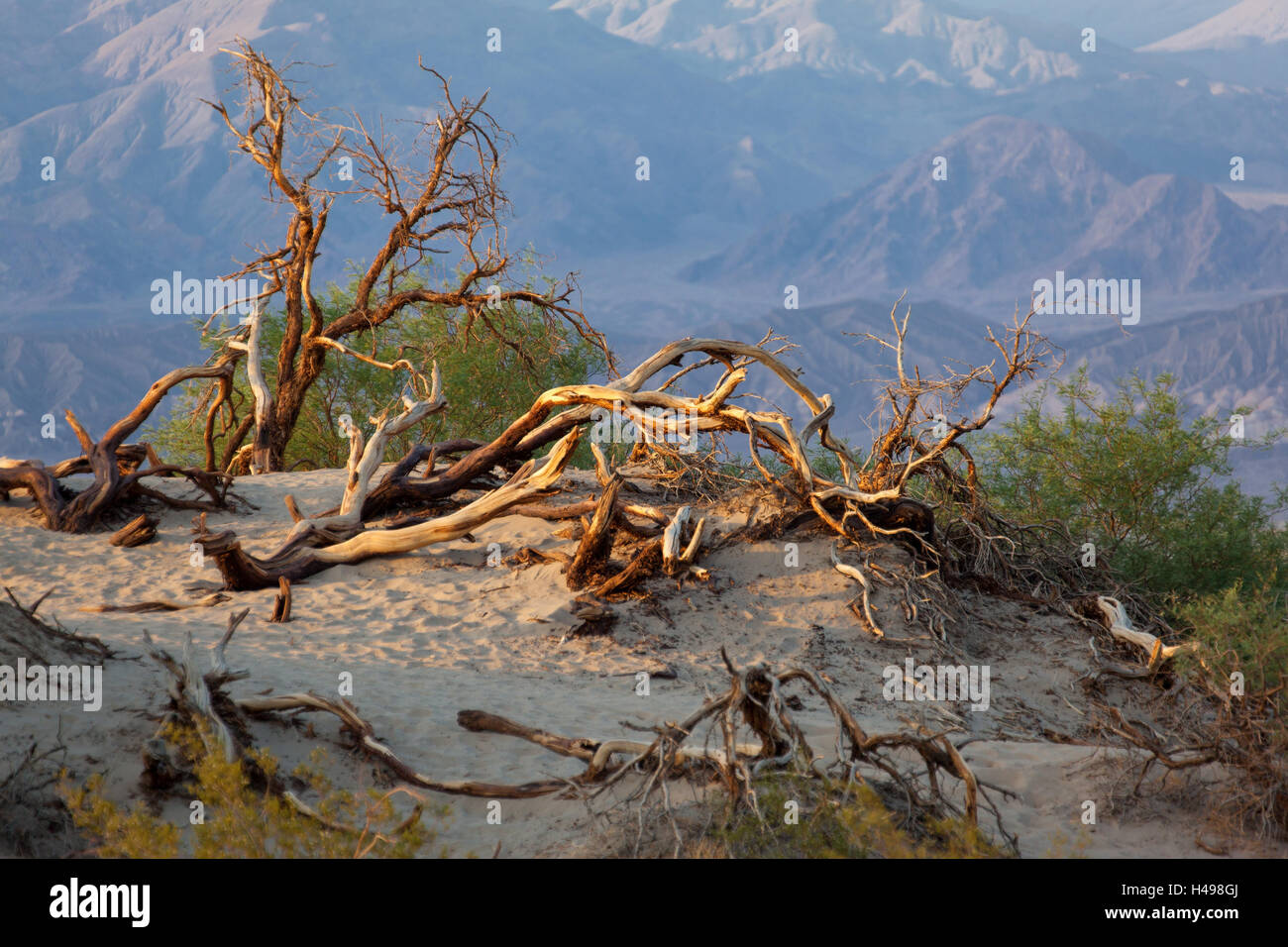 USA, Death Valley Nationwide park, dead trees Stock Photo - Alamy