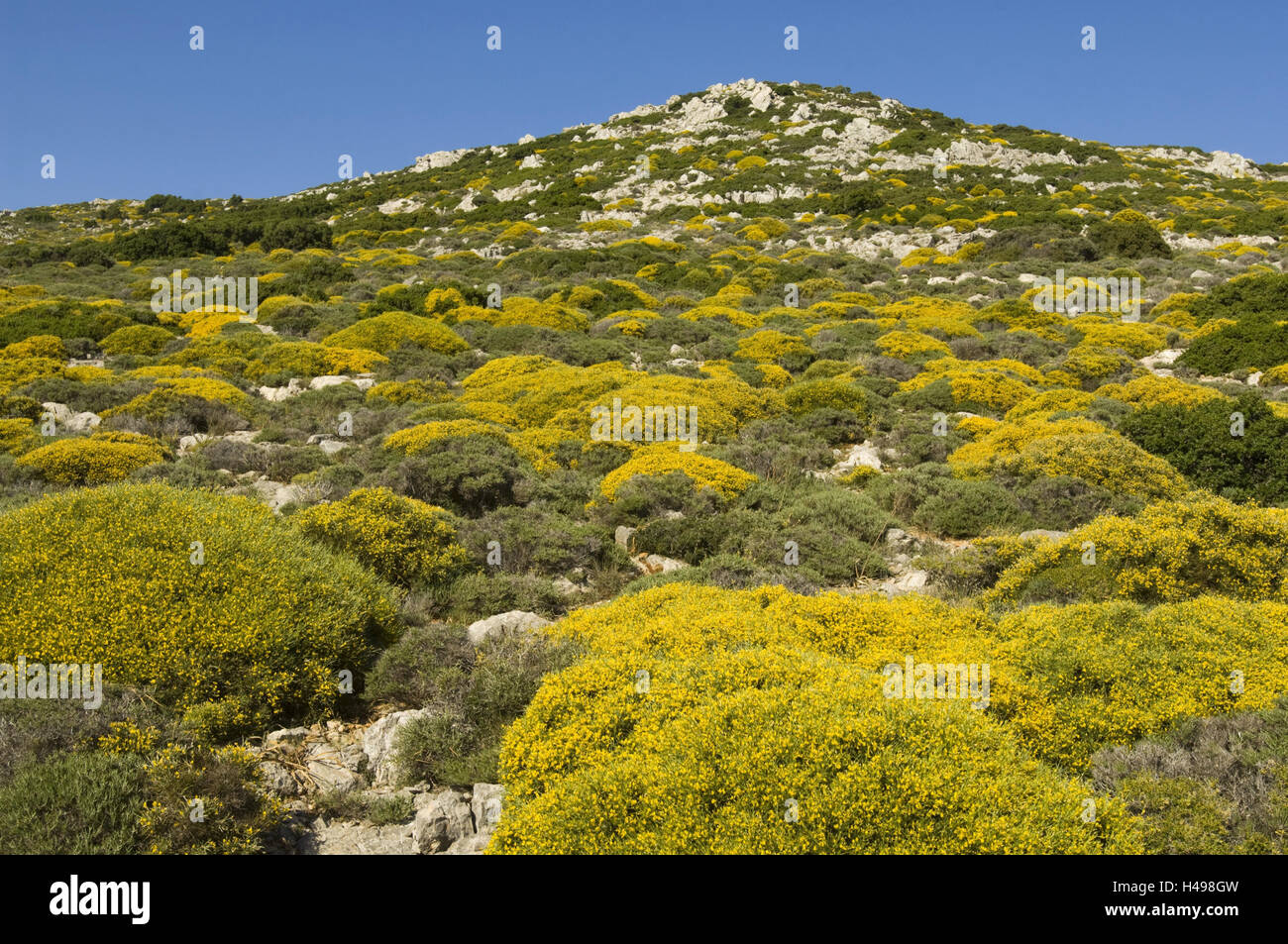 Greece, Crete, Xerokambos, yellow Macchie covers the hill scenery in ...