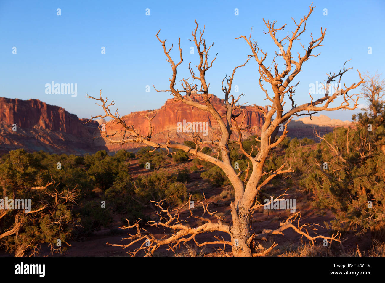 Parched tree hi-res stock photography and images - Alamy