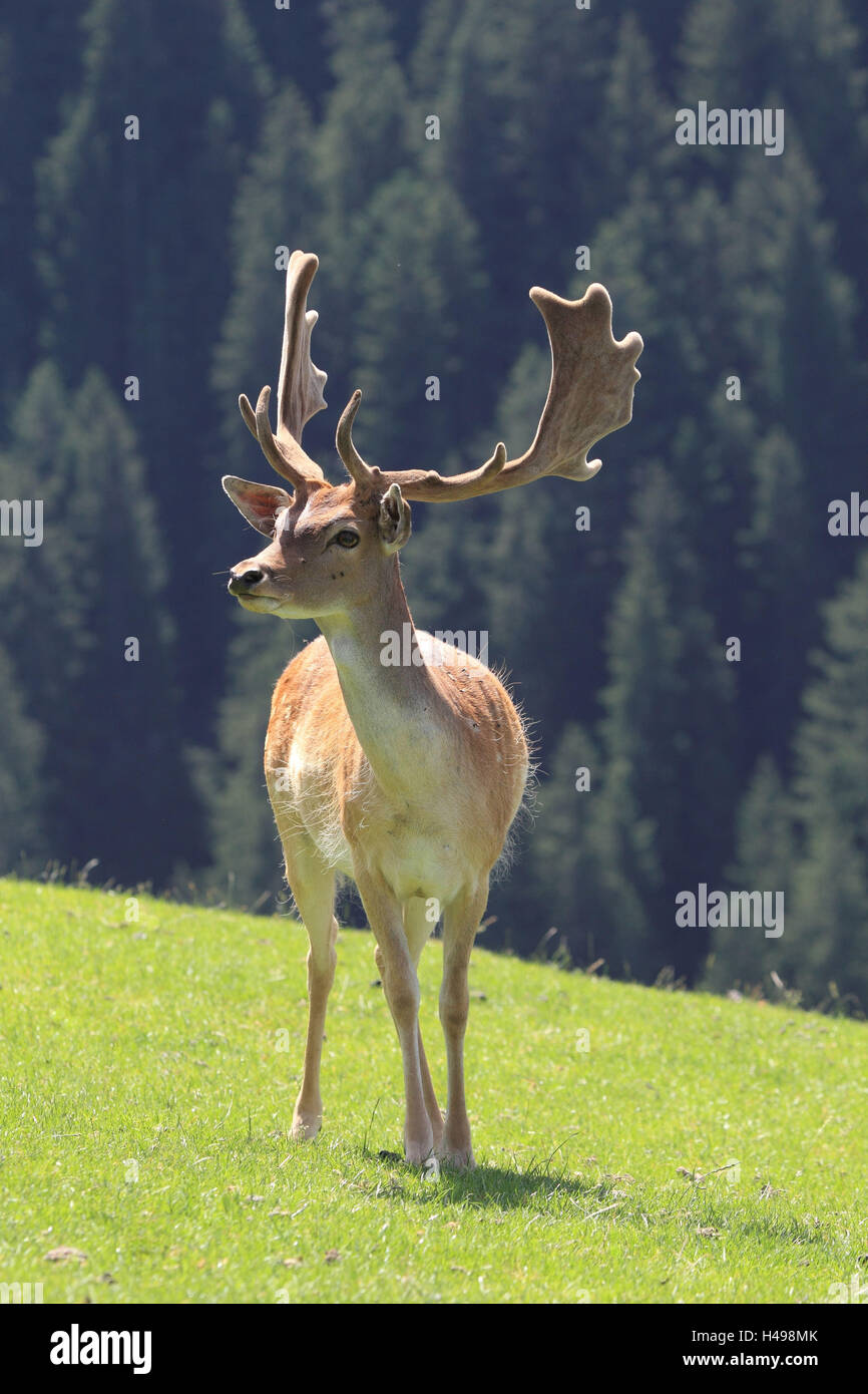 Fallow buck in the phloem stands on meadow Stock Photo - Alamy