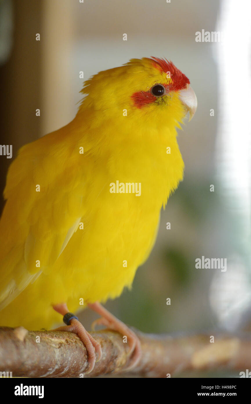 Red budgerigar hi-res stock photography and images - Alamy