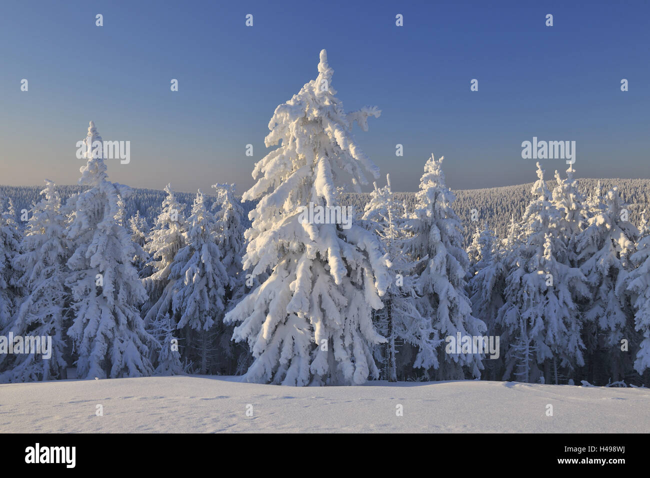 Snowy conifers, winter, Schneekopf, Gehlberg, Thuringia, Germany Stock ...