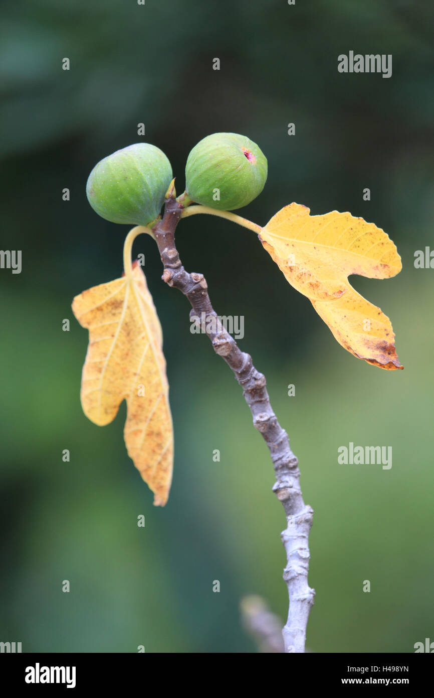 Fig plants hi-res stock photography and images - Alamy