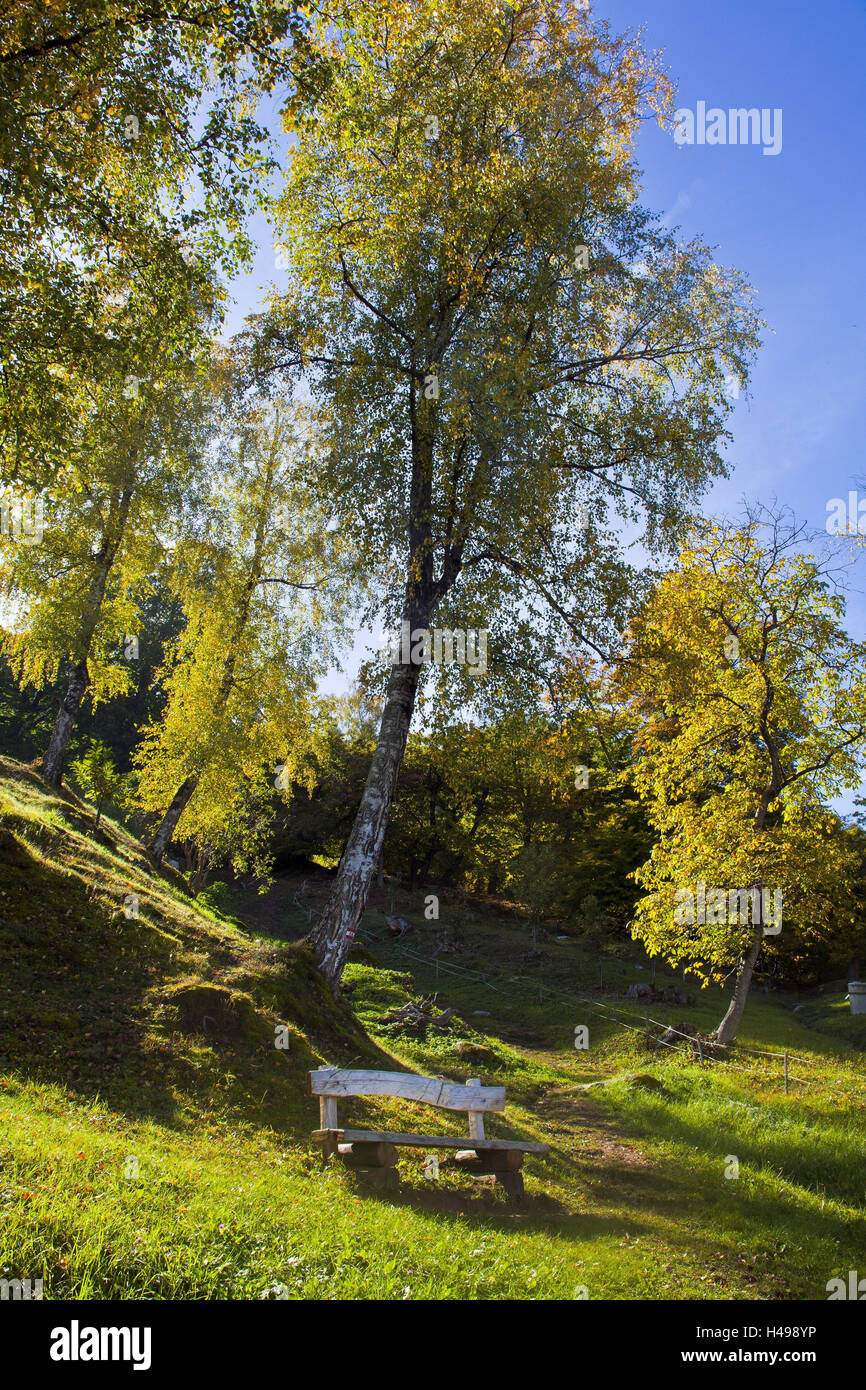 wooden bank before bright broad-leaved trees Stock Photo - Alamy