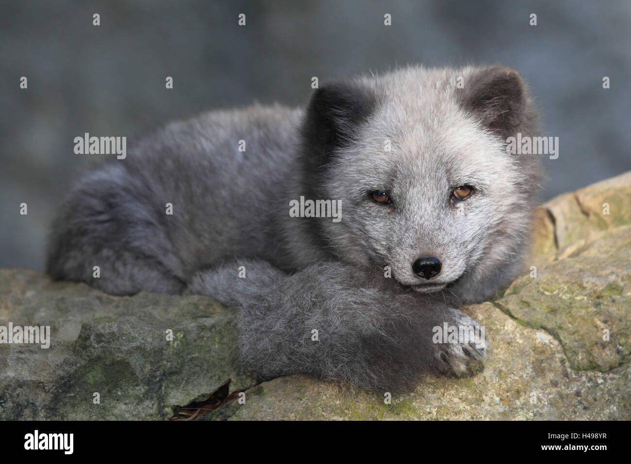 Polar Fox High Resolution Stock Photography and Images - Alamy