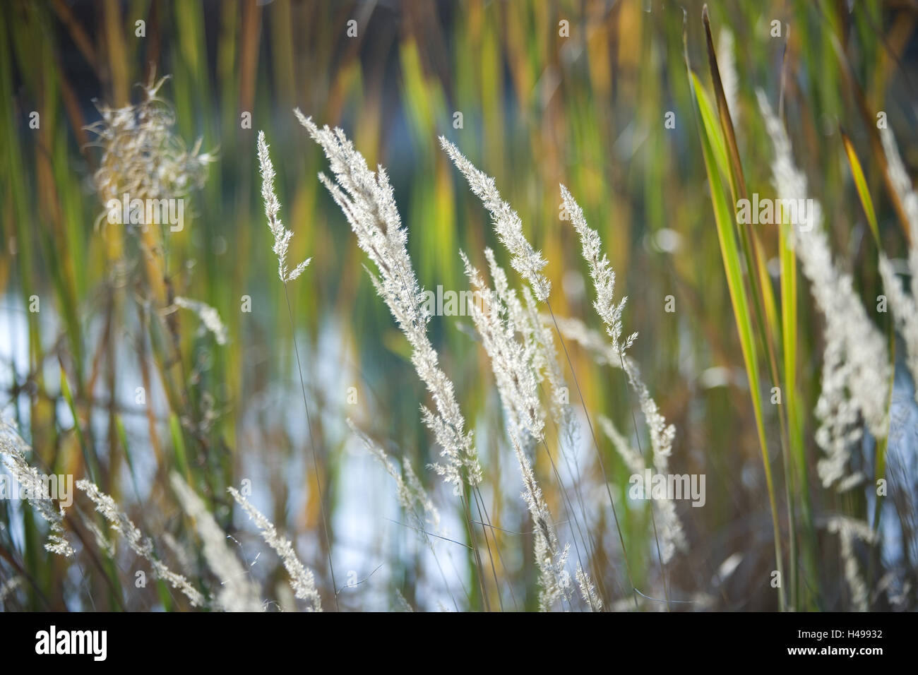 Silver autumn grass between reed grass Stock Photo - Alamy
