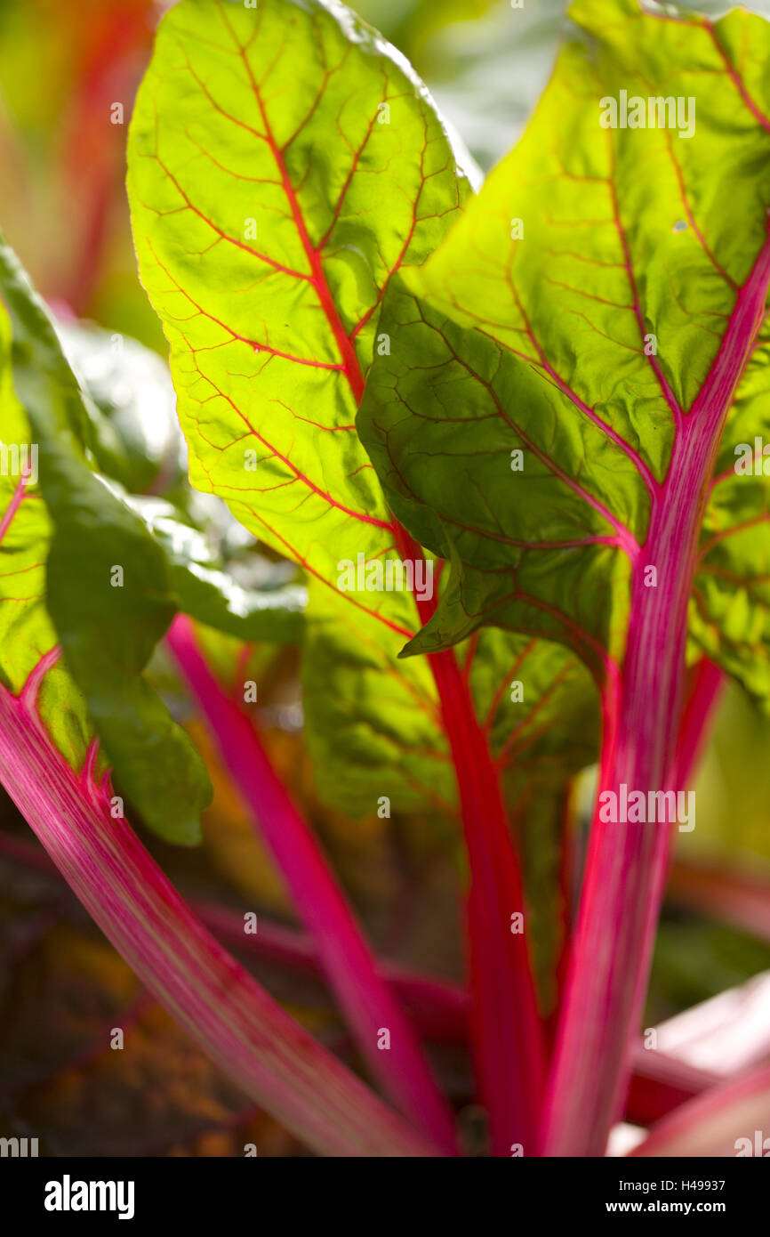 Chard in the vegetable garden, close-up Stock Photo - Alamy