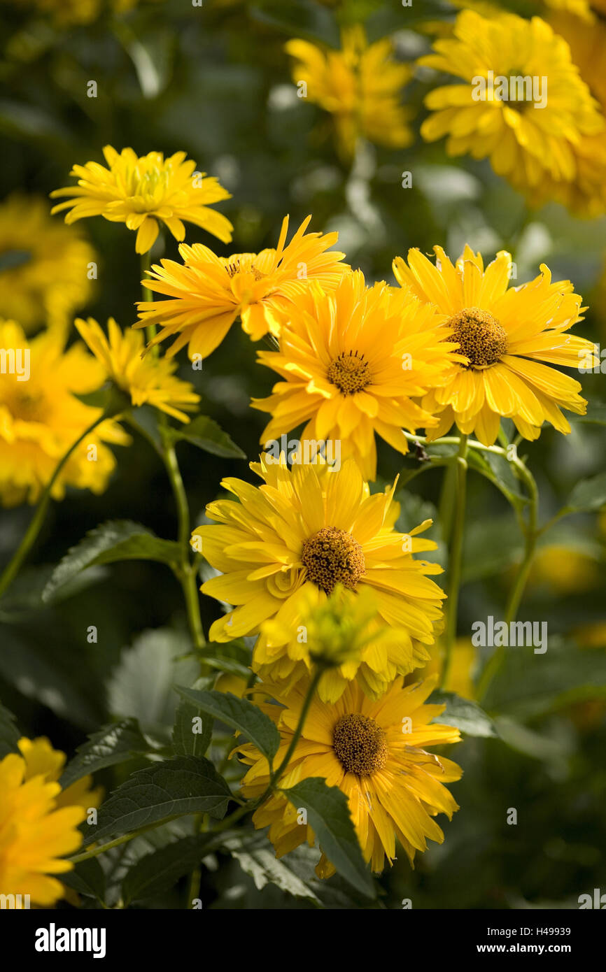 Small sunflowers hi-res stock photography and images - Alamy