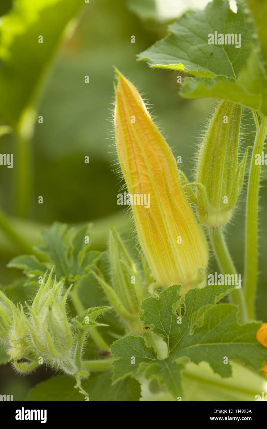 Pumpkin plant, blossom, buds, medium close-up Stock Photo - Alamy