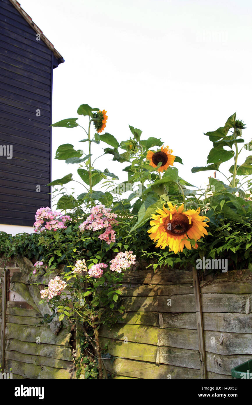 Sunflower Front Garden