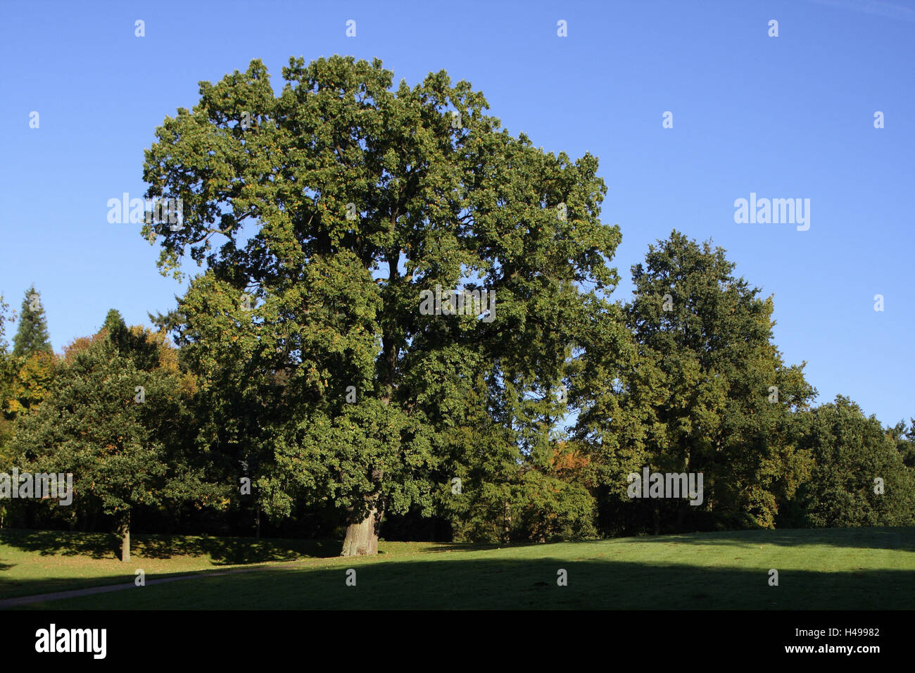 Germany, Bremen-Sankt-Magnus, Knoops park, trees Stock Photo - Alamy