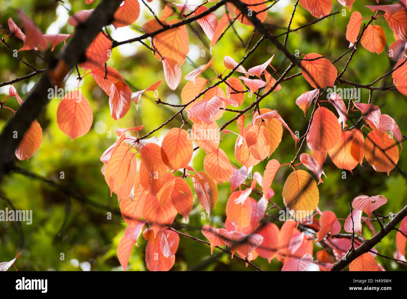 Autumn coloured leaf hi-res stock photography and images - Alamy