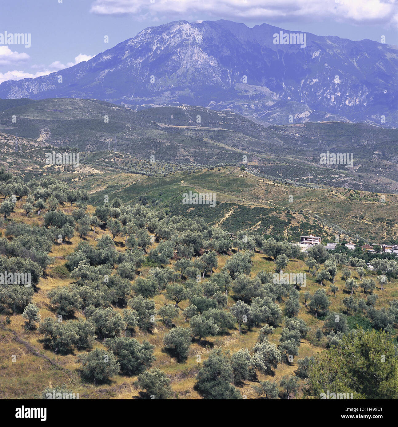 Albania, Prefix, mountain landscape, olive trees, mountain Tomorri ...