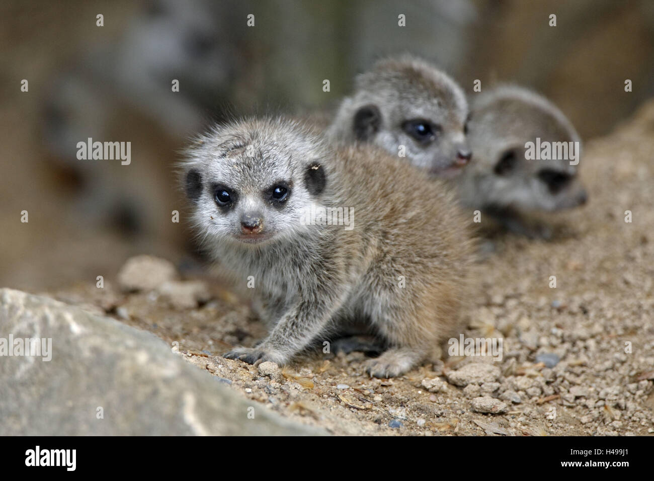 Suricats High Resolution Stock Photography and Images - Alamy
