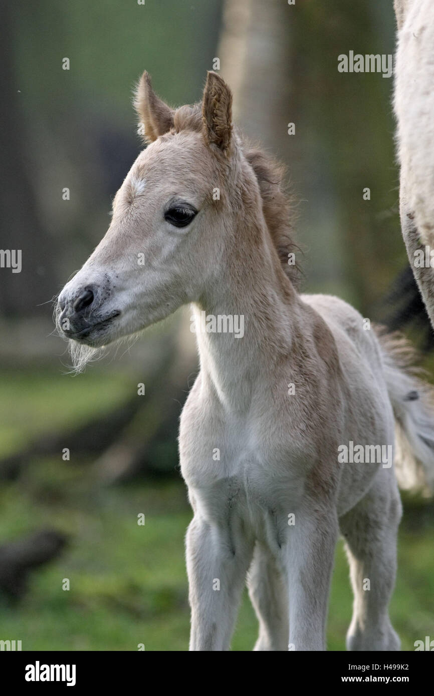 Dulmen Pony, foals Stock Photo - Alamy