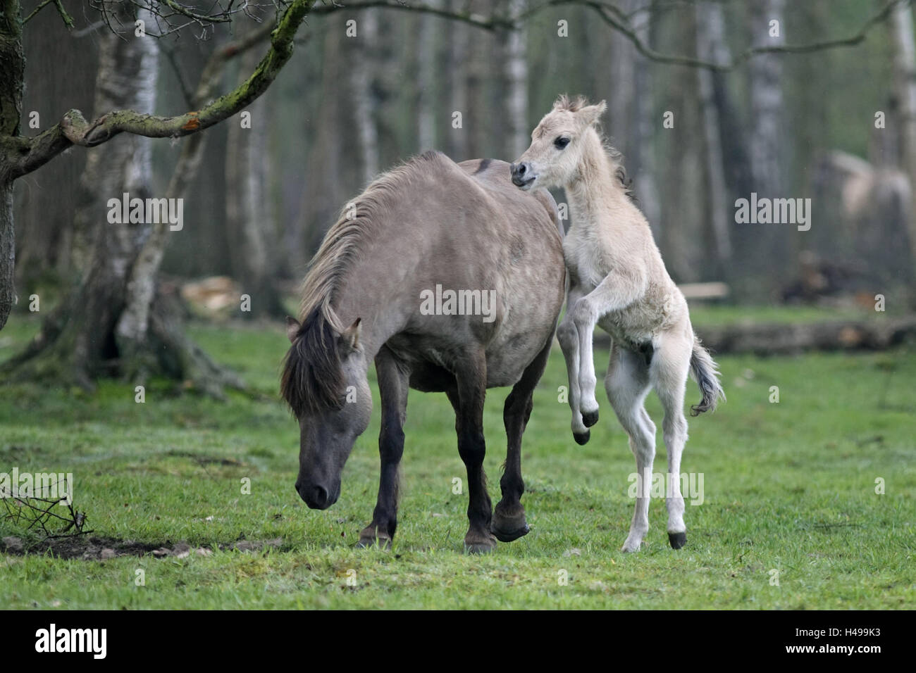 Dulmen Pony, foals Stock Photo - Alamy