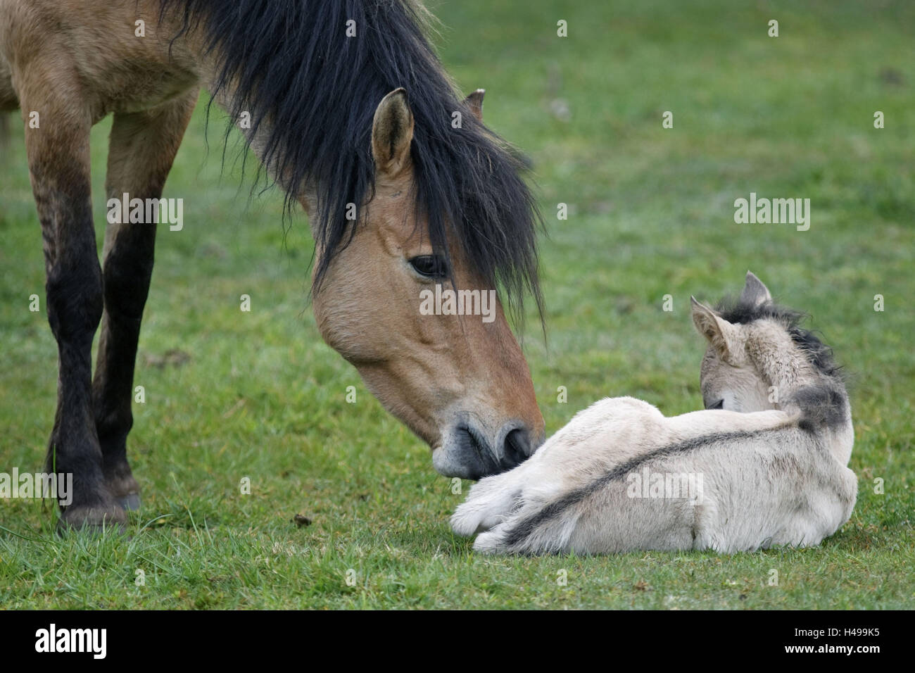 Dulmen Pony, mare, foals Stock Photo - Alamy