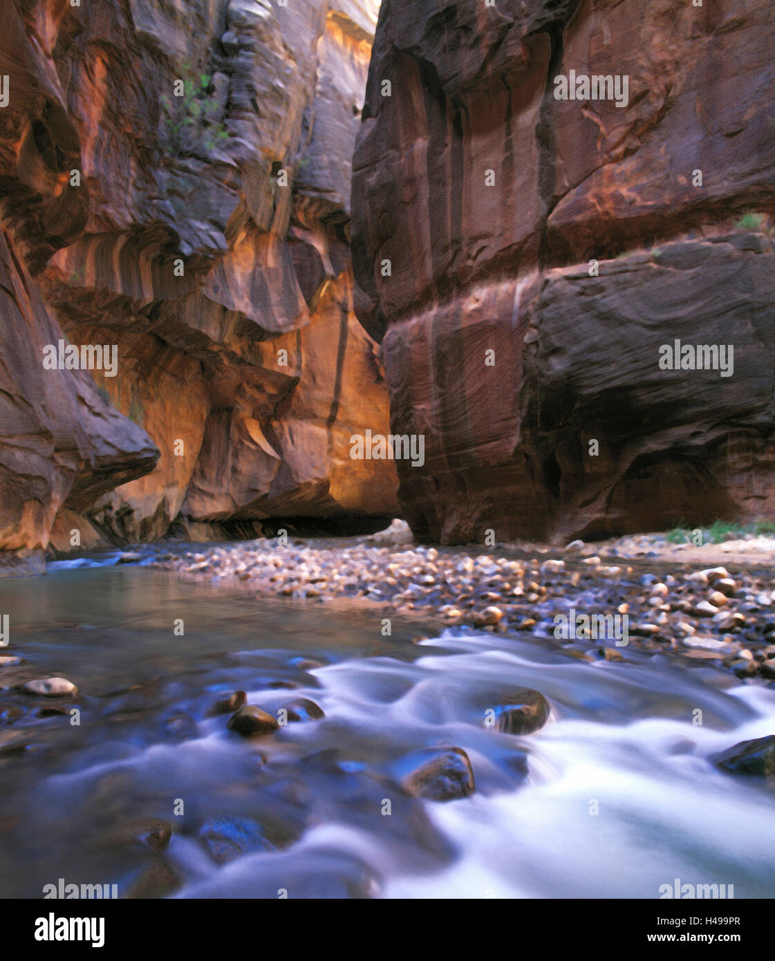 The Narrows in the north fork of the Virgin River, Zion N.P. Utah, USA ...