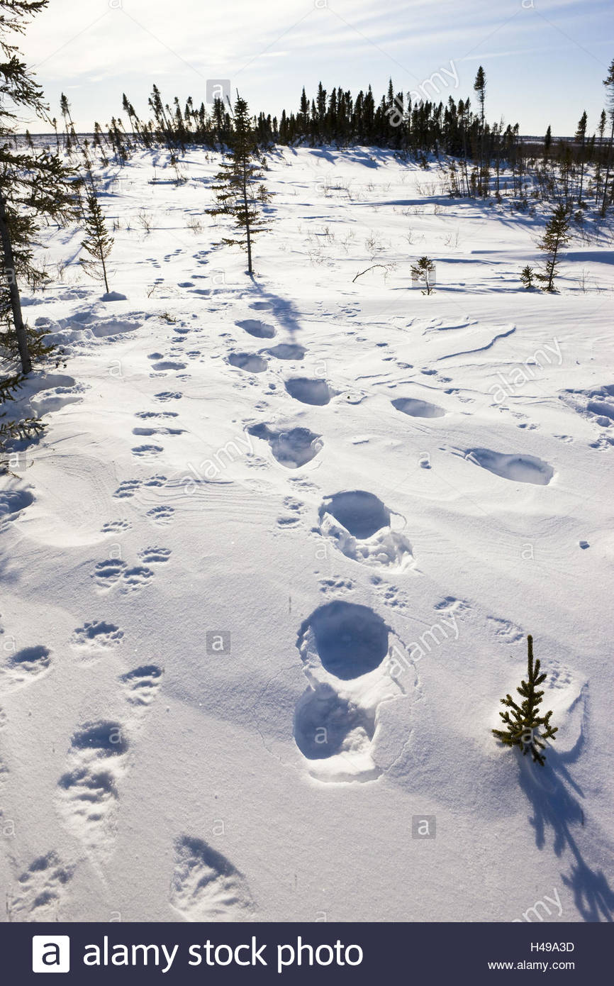 Polar Bear Tracks High Resolution Stock Photography and Images - Alamy