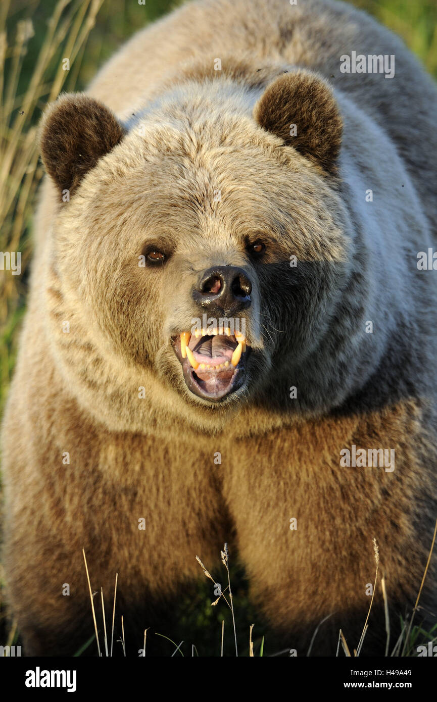 Brown bear, Ursus arctos, roar, portrait, Germany, zoo, captivity ...