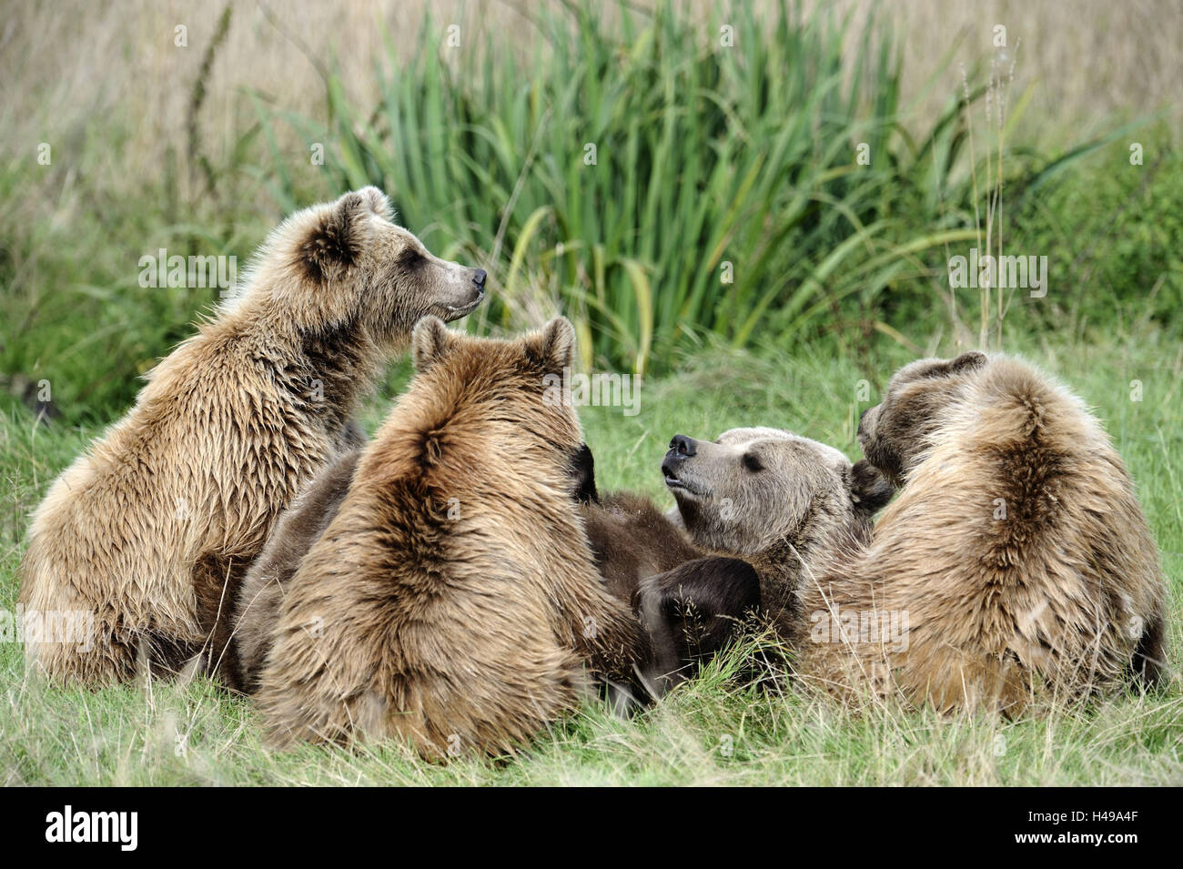 Brown bears, Ursus arctos, bear's family, rest, Germany, zoo, captivity ...