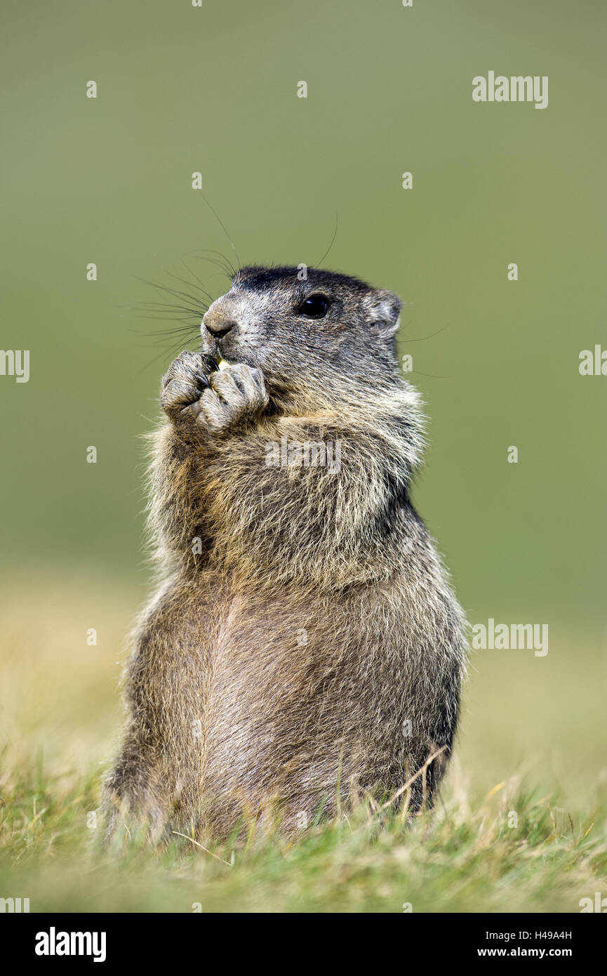 Can I Feed Ground Hogs Dog Food