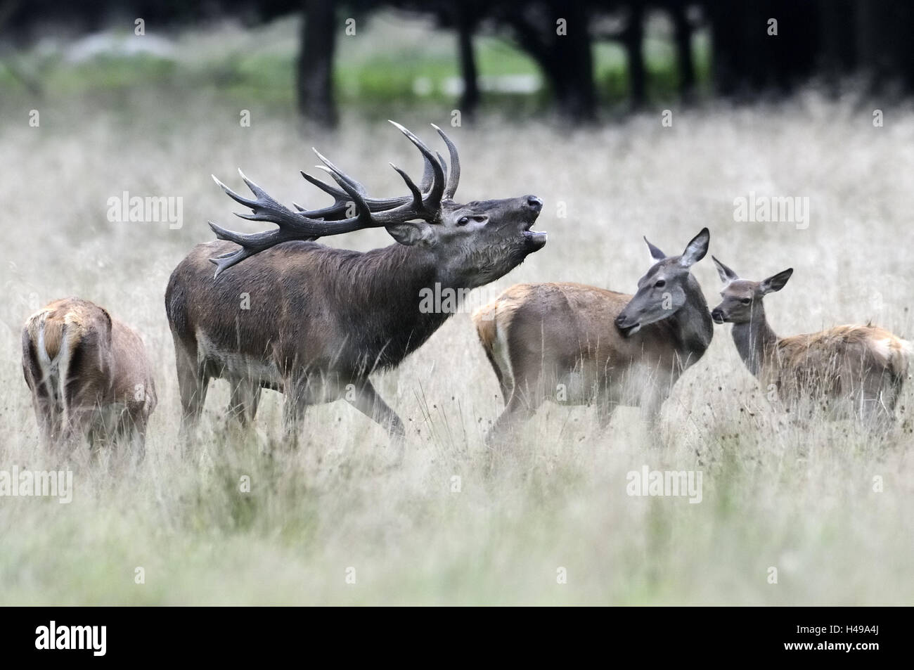 Wild animals animals hi-res stock photography and images - Alamy