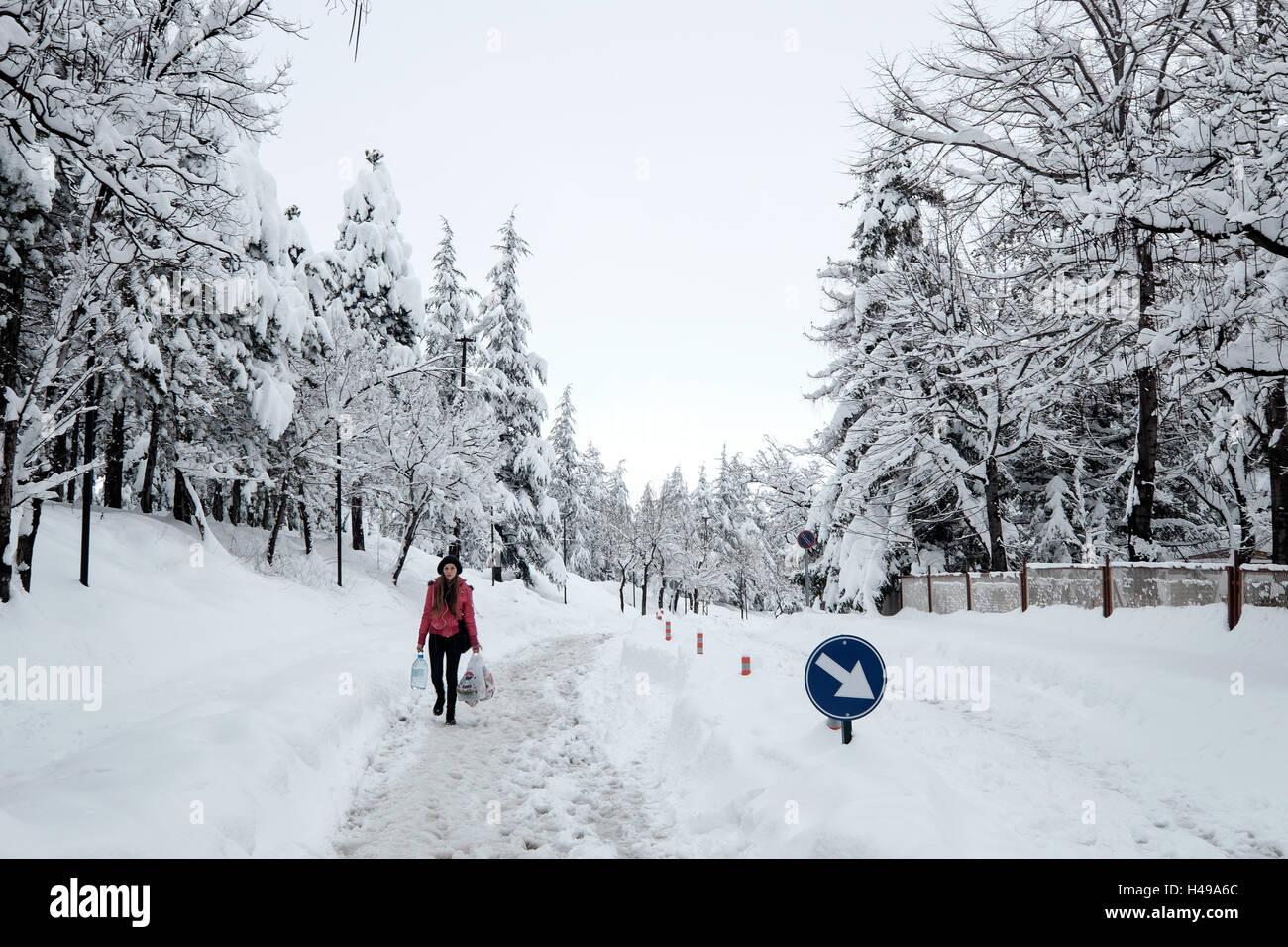 A snowy day at the pinery Stock Photo - Alamy