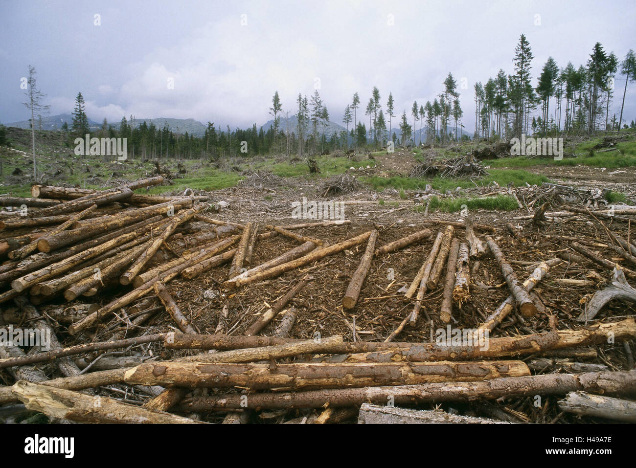 Slowakai, Tatra, forest, clearance Stock Photo - Alamy