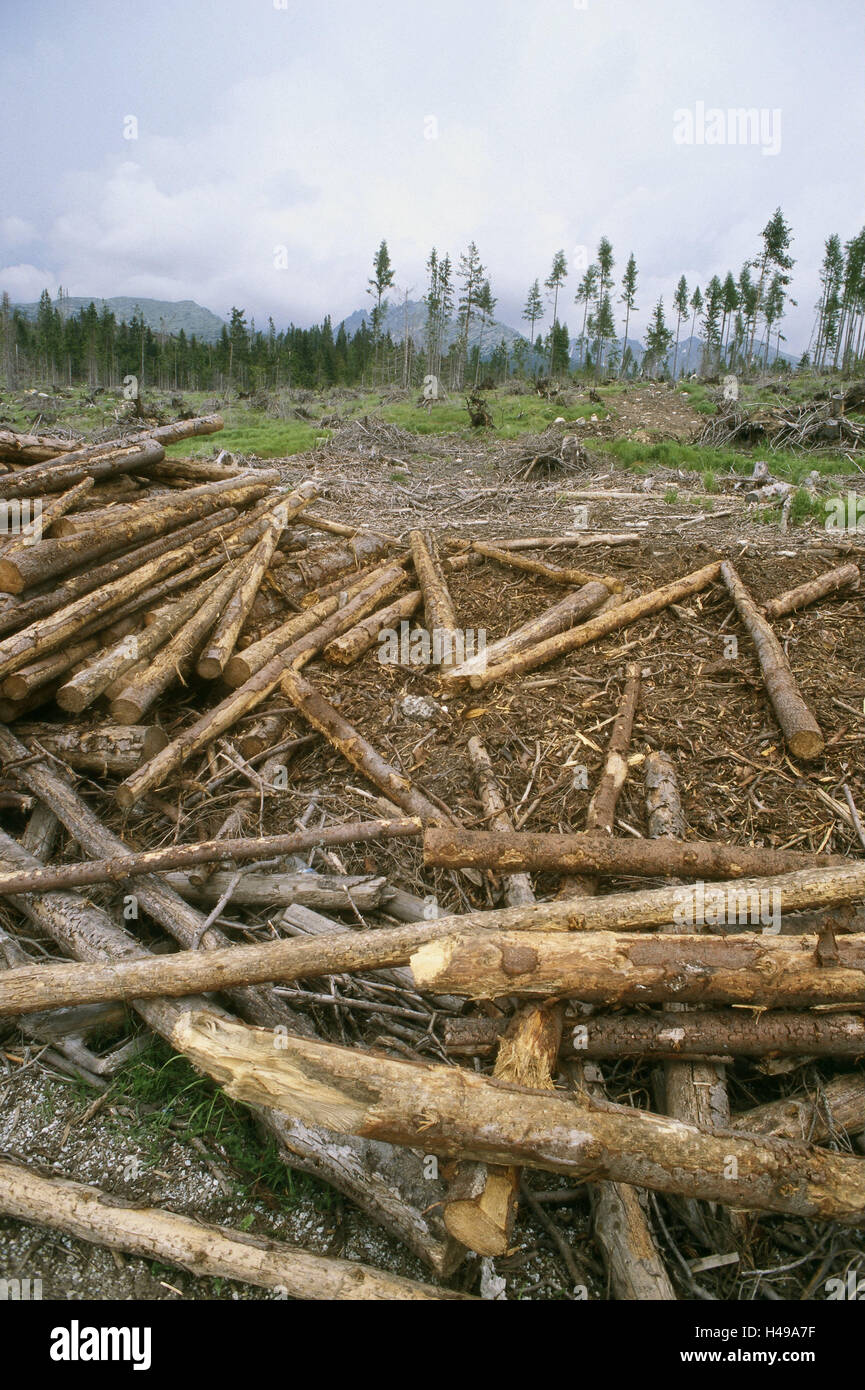 Quay Slowa, the Tatra Mountains, wood, clearing, Southeast, Europe, the ...
