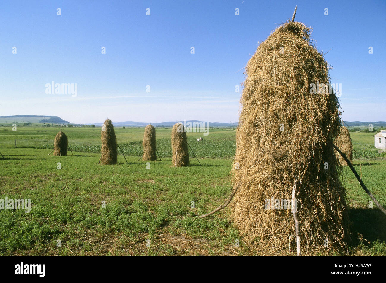 Romania, Dej, field scenery, hay harvest, hay little man, Southeast ...