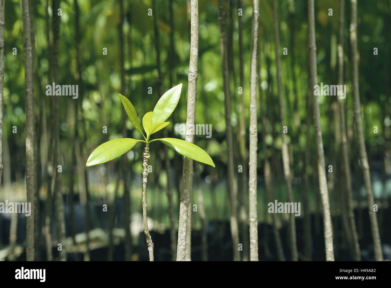Seedling nursery hi-res stock photography and images - Alamy