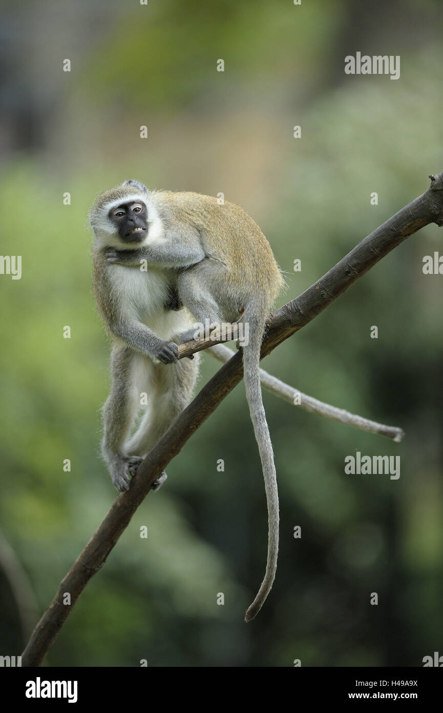 Vervet monkeys, Cercopithecus pygerythrus, branch Stock Photo - Alamy