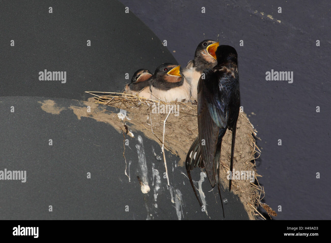Swallow nest hi-res stock photography and images - Alamy