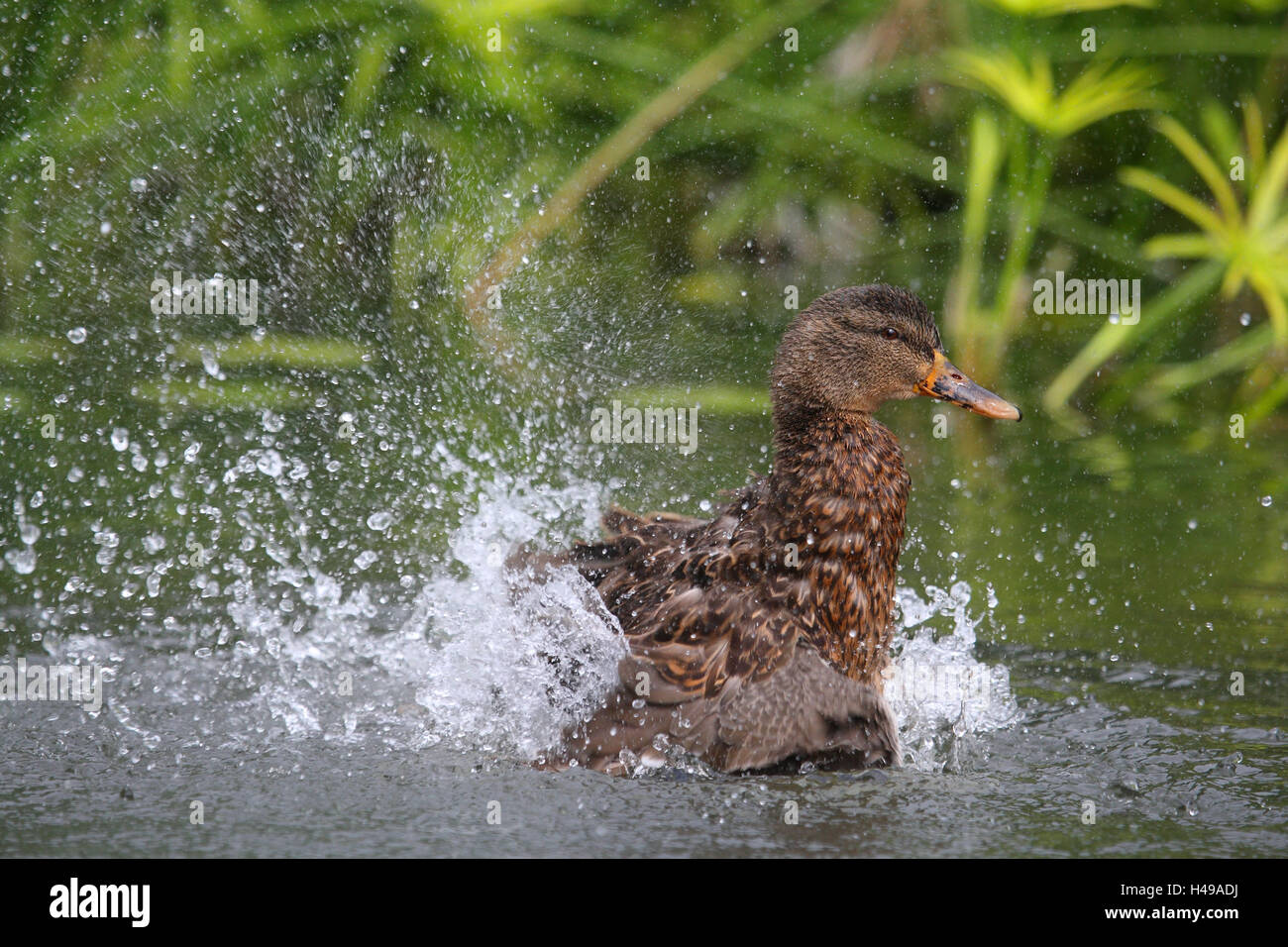 Mallard, water, have of a bath Stock Photo - Alamy