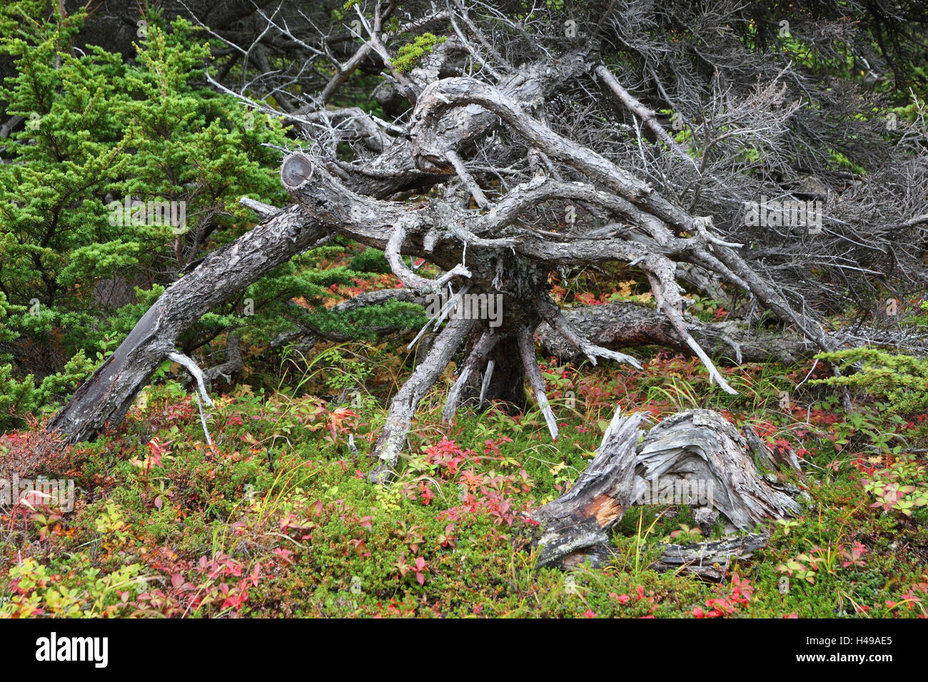 Dead trees alaska hi-res stock photography and images - Alamy