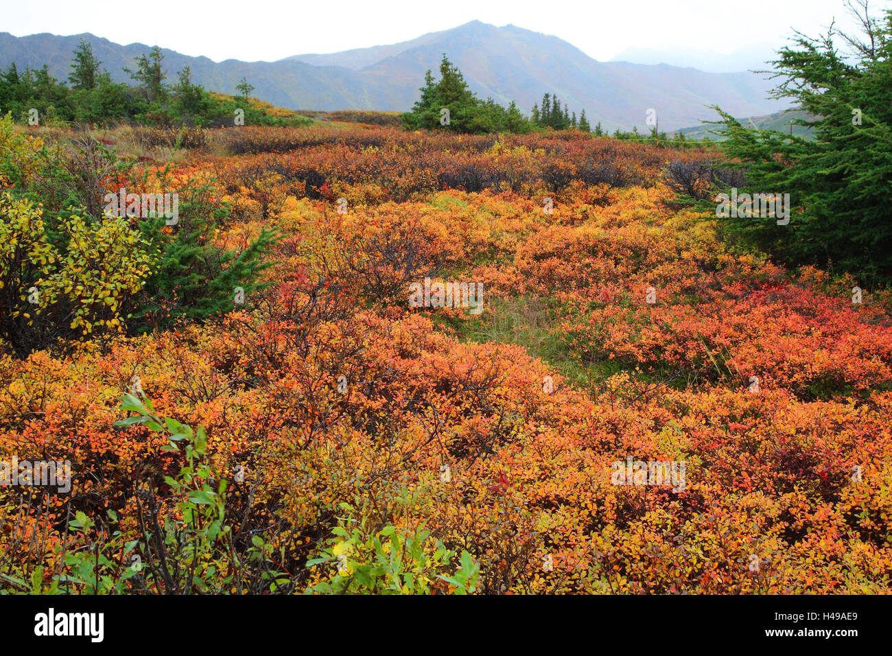 USA, Alaska, scenery, autumn Stock Photo - Alamy