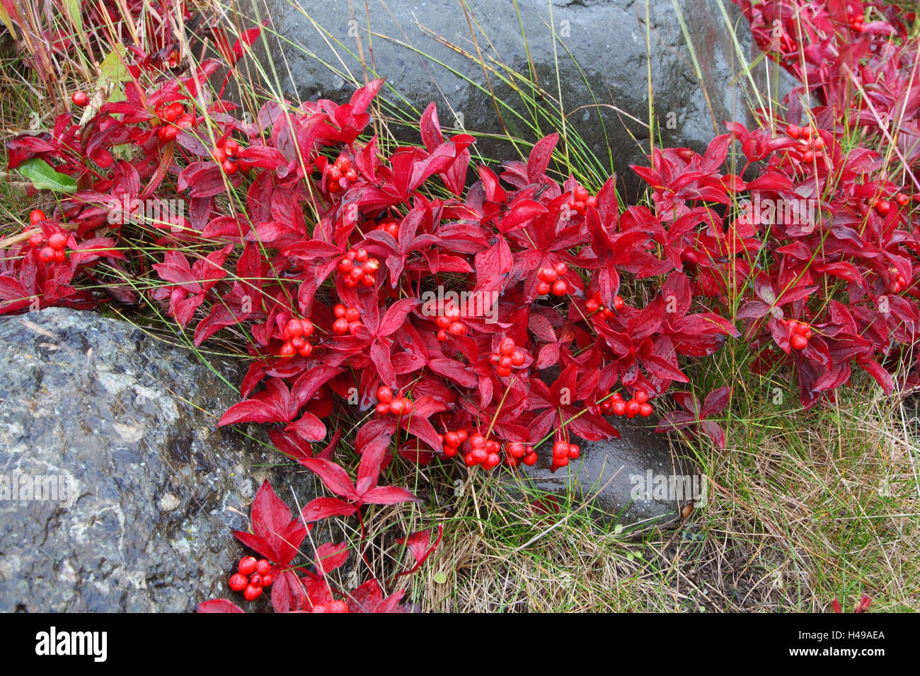 Soapberry plants hi-res stock photography and images - Alamy
