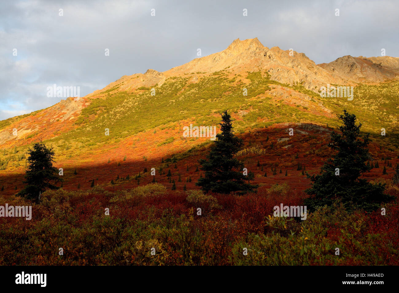 Denali nature hi-res stock photography and images - Alamy