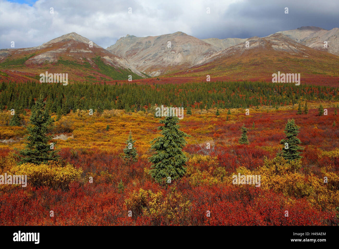 Denali nature hi-res stock photography and images - Alamy