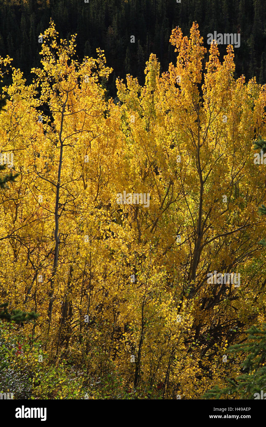The USA, Alaska, Denali-national park, aspens, autumn Stock Photo - Alamy