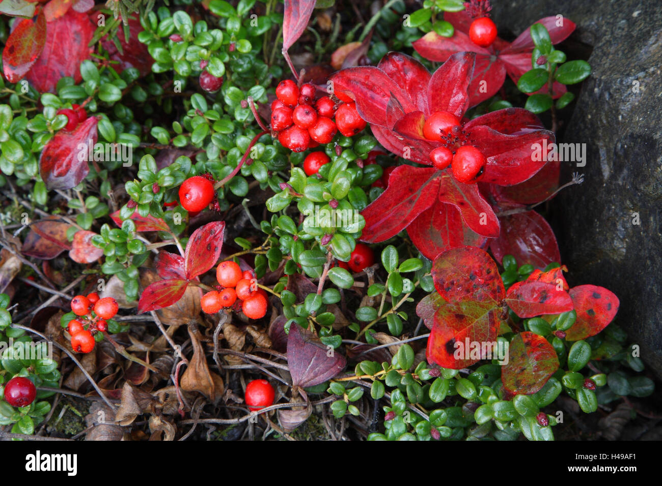 Soap berry, autumn, fruits Stock Photo - Alamy