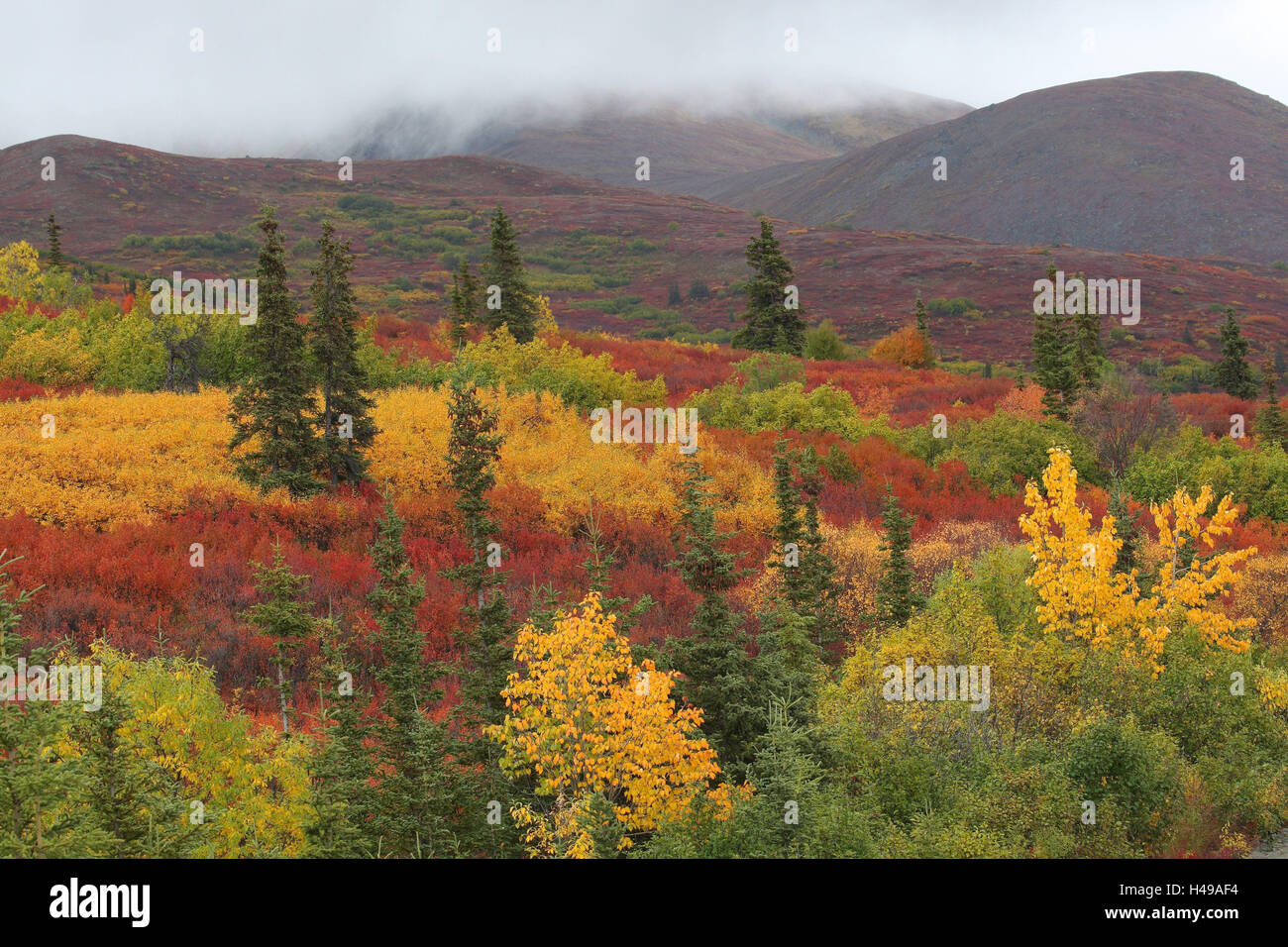The USA, Alaska, scenery, nature, vegetation, autumn Stock Photo - Alamy