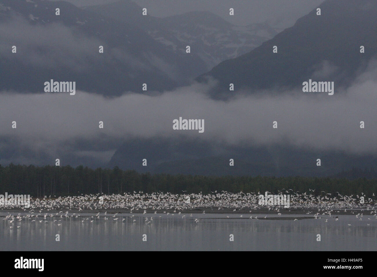 Bering hi-res stock photography and images - Alamy