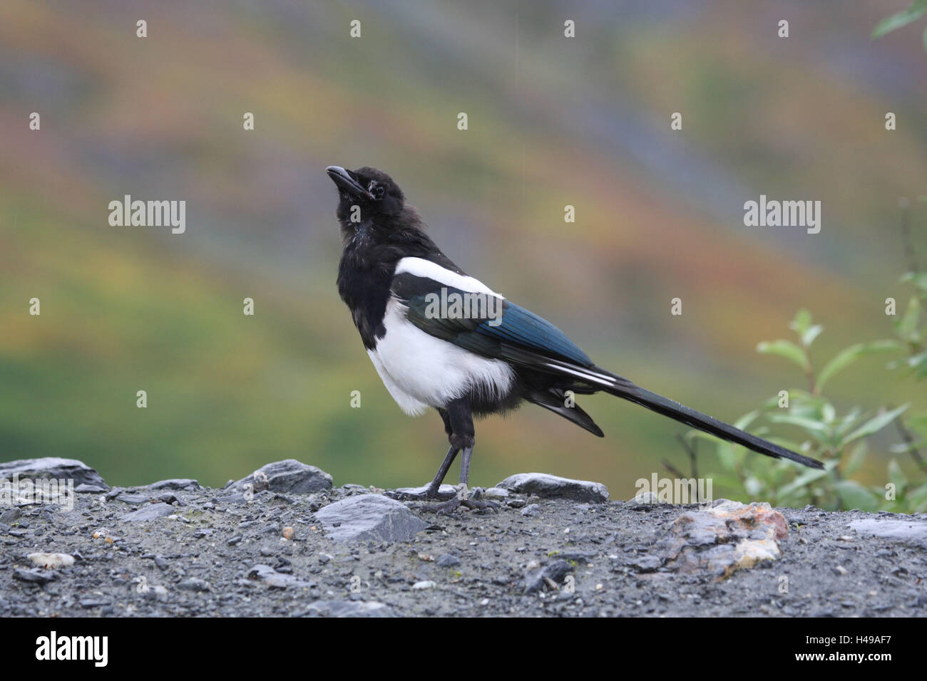 Magpie, stone, sit Stock Photo - Alamy